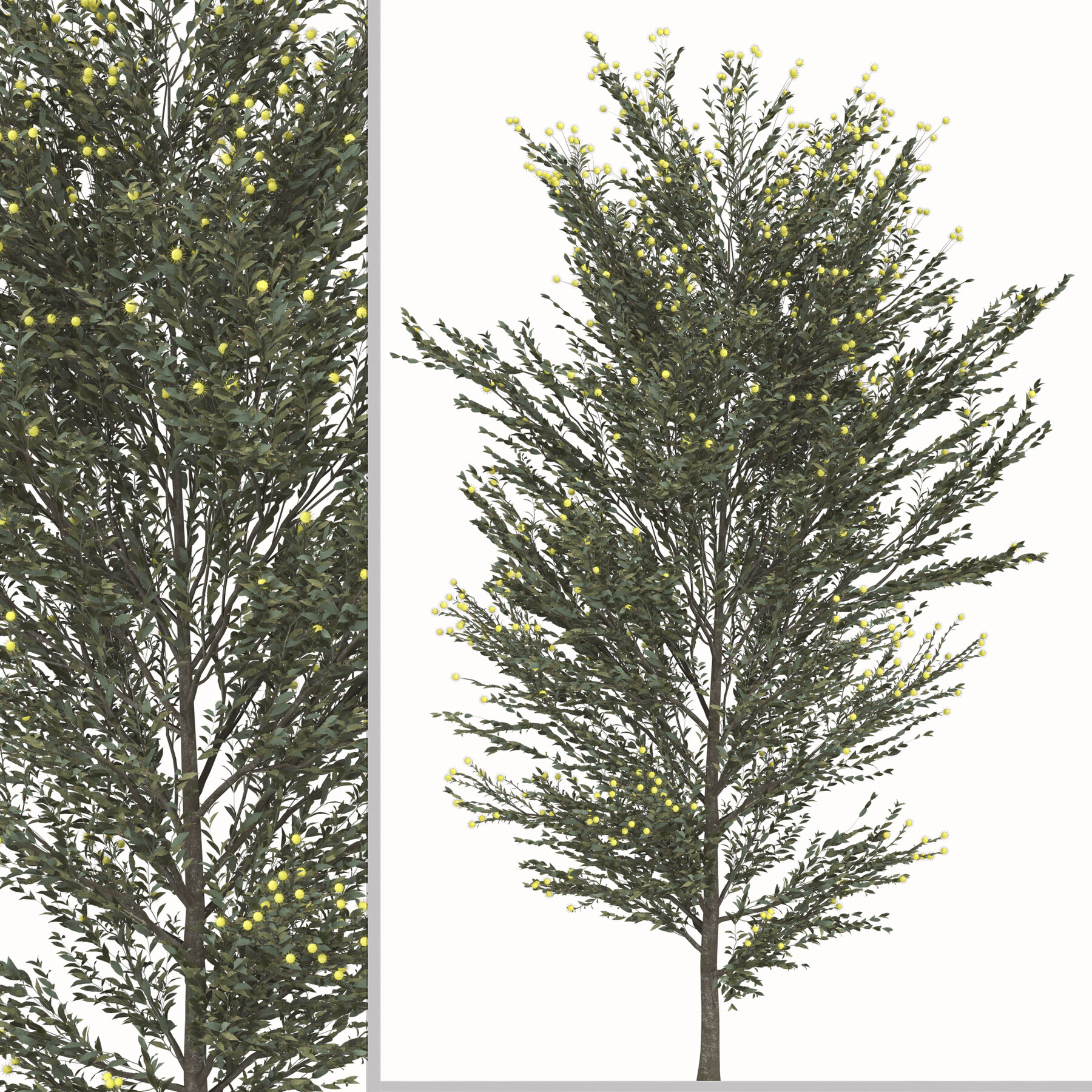 ArtStation - Set of Acacia podalyriifolia Trees (Pearl Acacia) (2 Trees ...