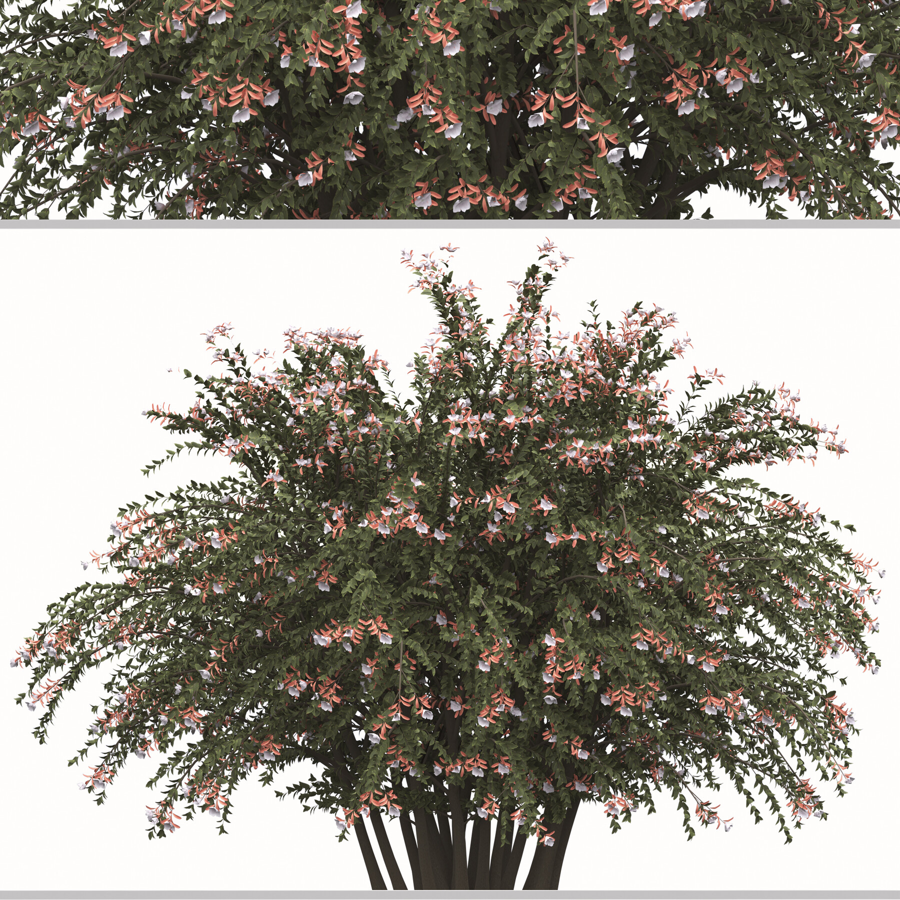 ArtStation - Set of Abelia grandiflora Trees (Pearl Acacia) (3 Shrubs) | Resources