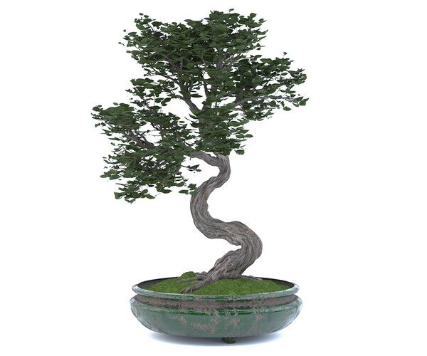 ArtStation - Bonsai in pottery vases | Resources