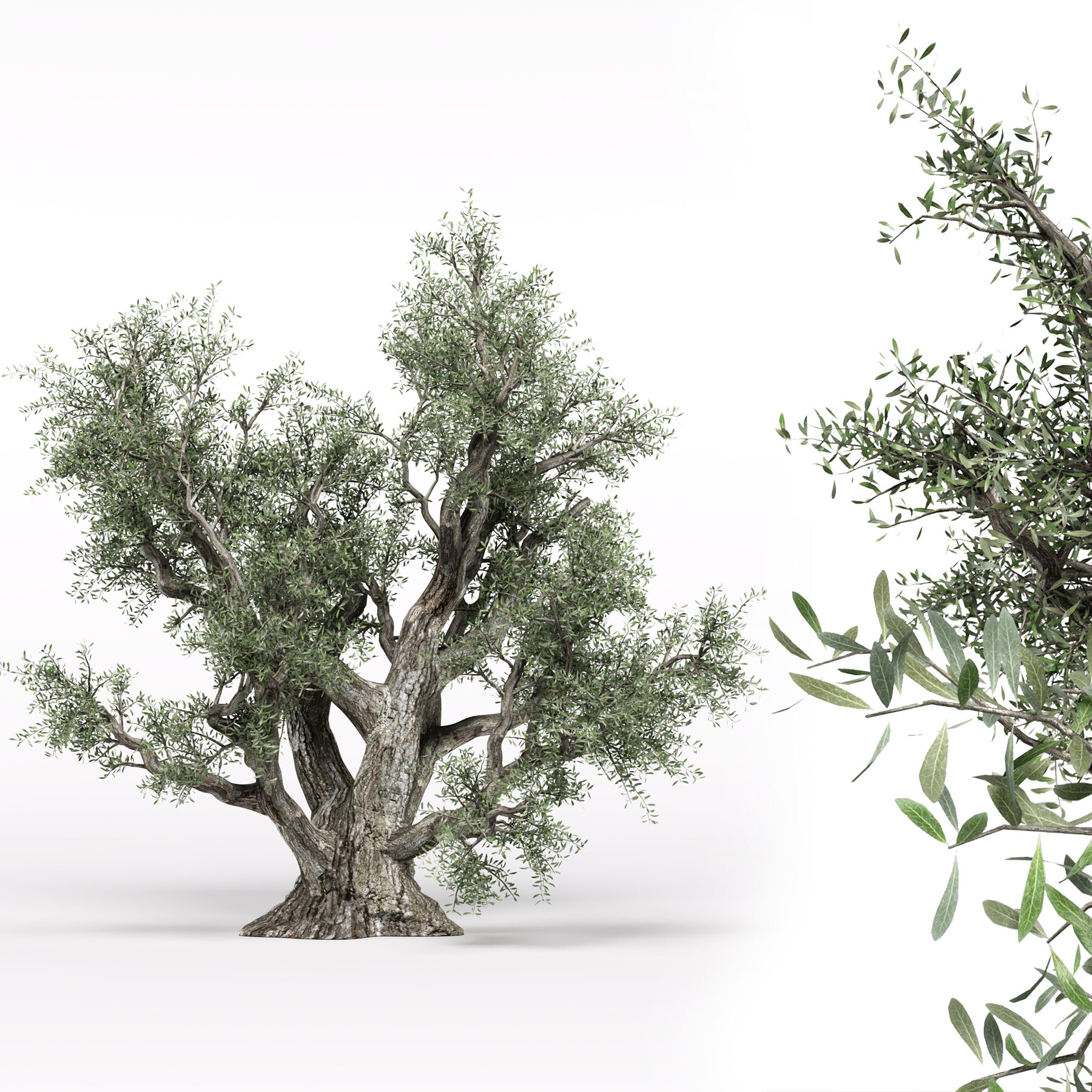 ArtStation - Olive Tree | Resources