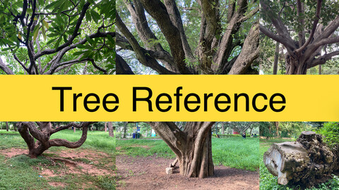 ArtStation - Tree Reference | Resources