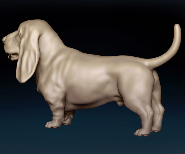 ArtStation - Basset Hound Basemesh 3D model | Resources