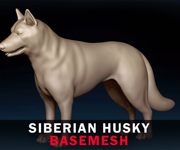 ArtStation - Siberian Husky Basemesh 3D model | Resources