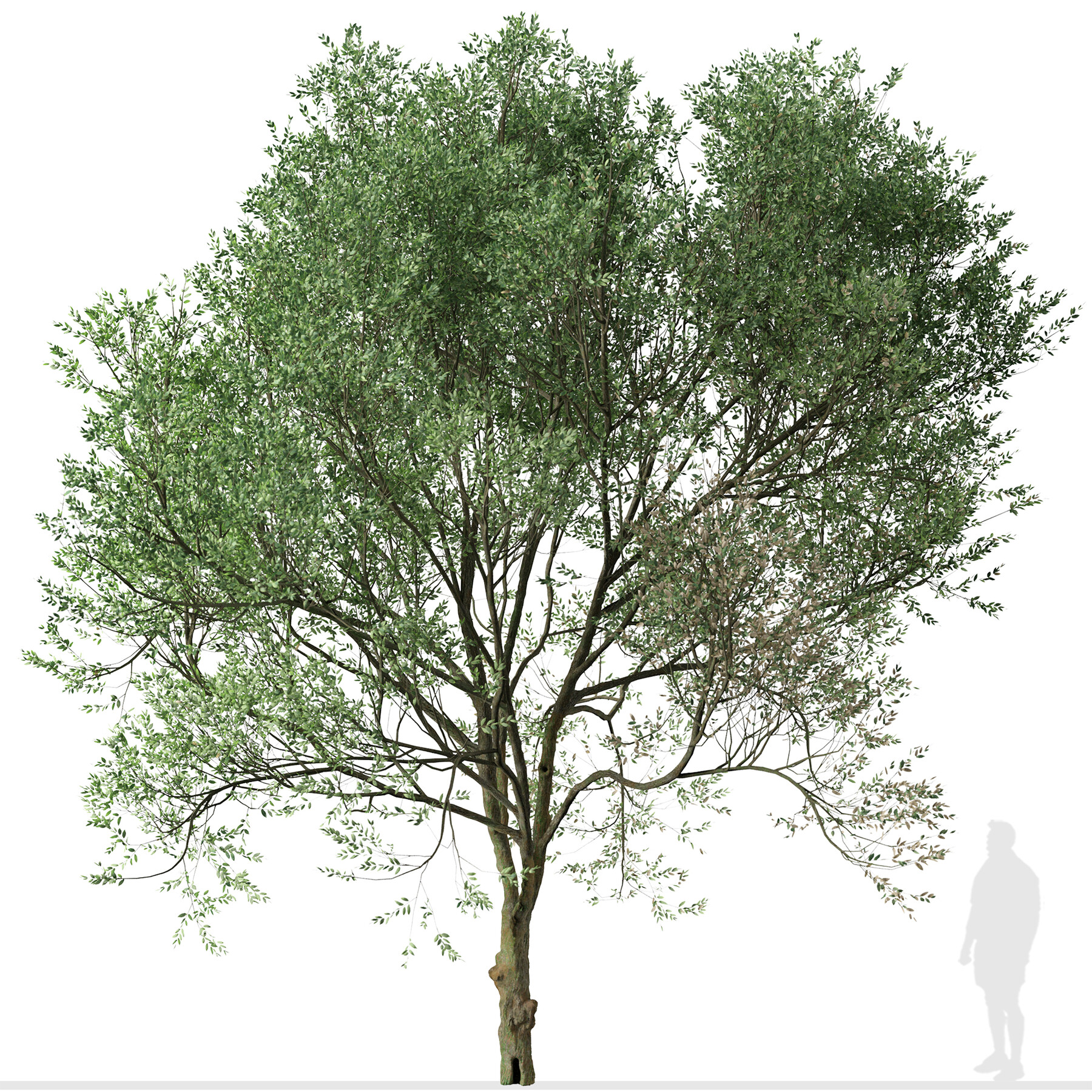ArtStation - Set of Siberian elm Trees (Ulmus pumila) (2 Trees) | Resources