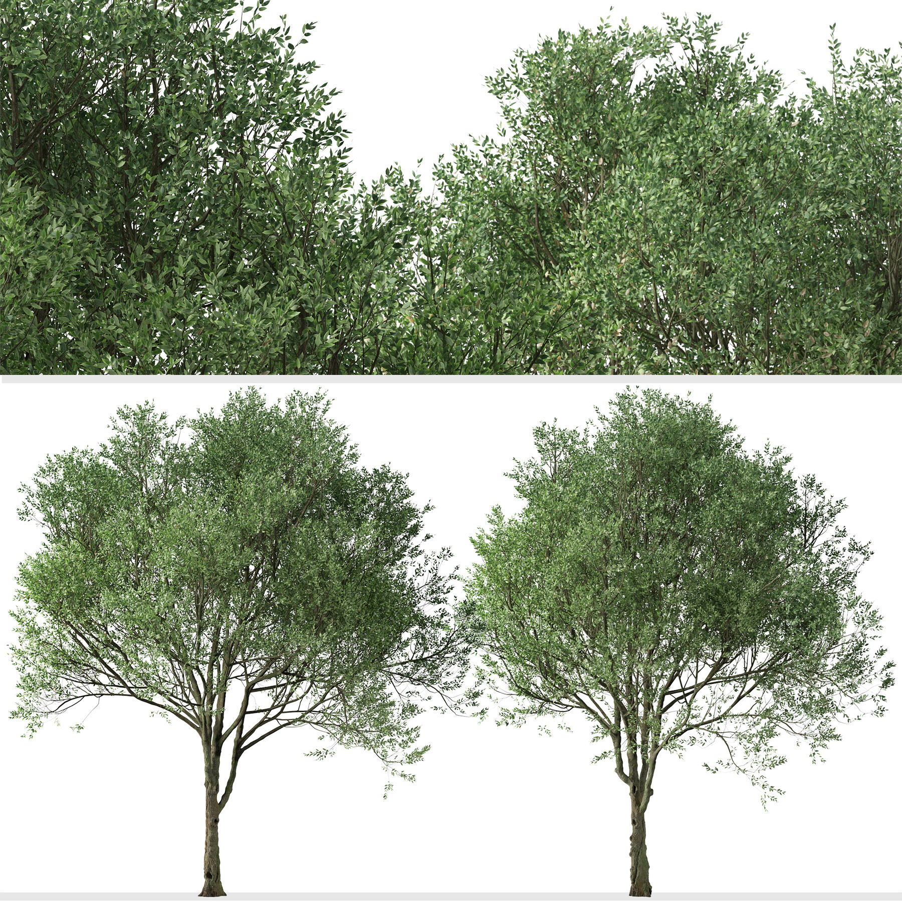 ArtStation - Set of Siberian elm Trees (Ulmus pumila) (2 Trees) | Resources
