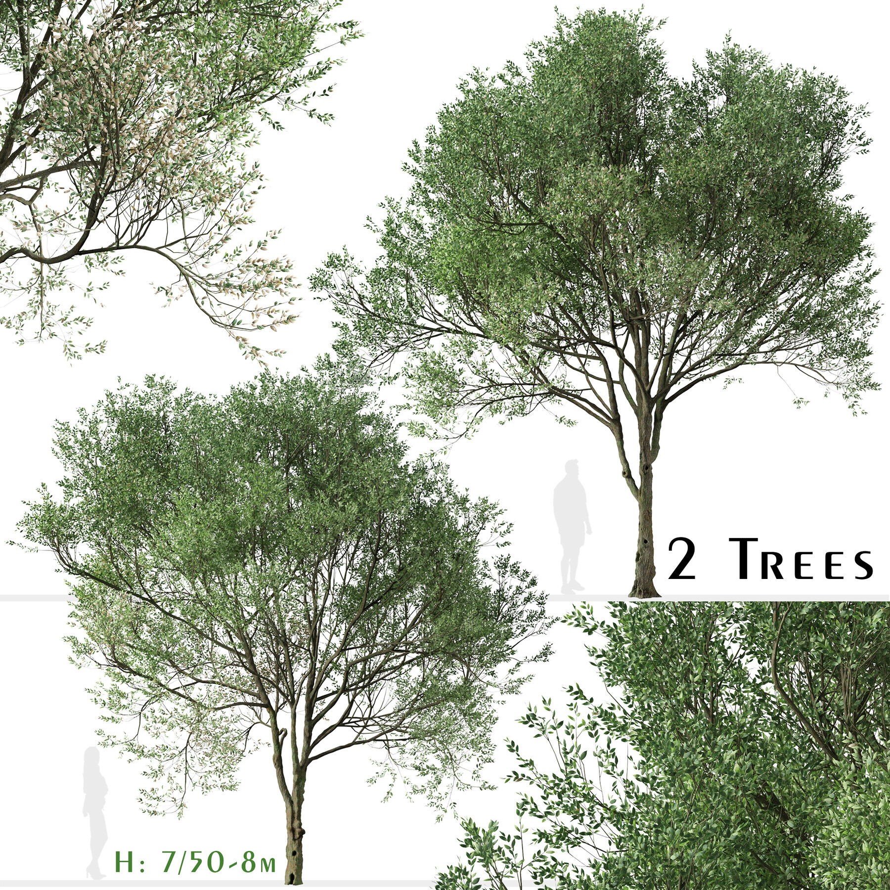 ArtStation - Set of Siberian elm Trees (Ulmus pumila) (2 Trees) | Resources