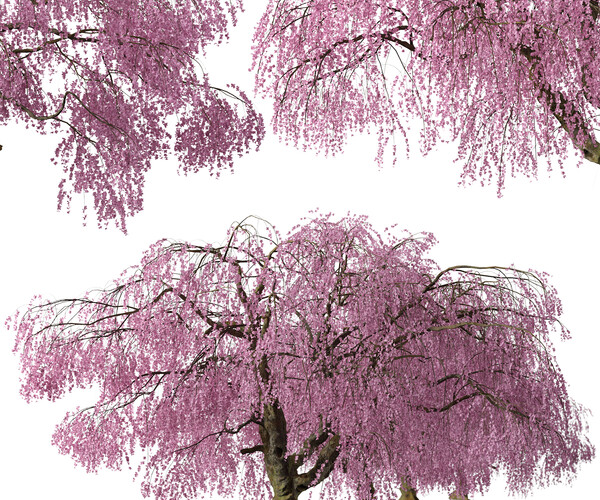 ArtStation - Set of Weeping Higan Cherry Trees (Prunus subhirtella ...