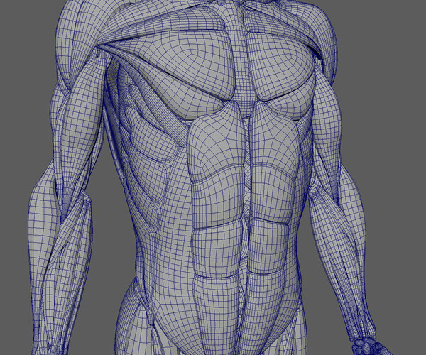 ArtStation - 3D muscle and bone | Resources