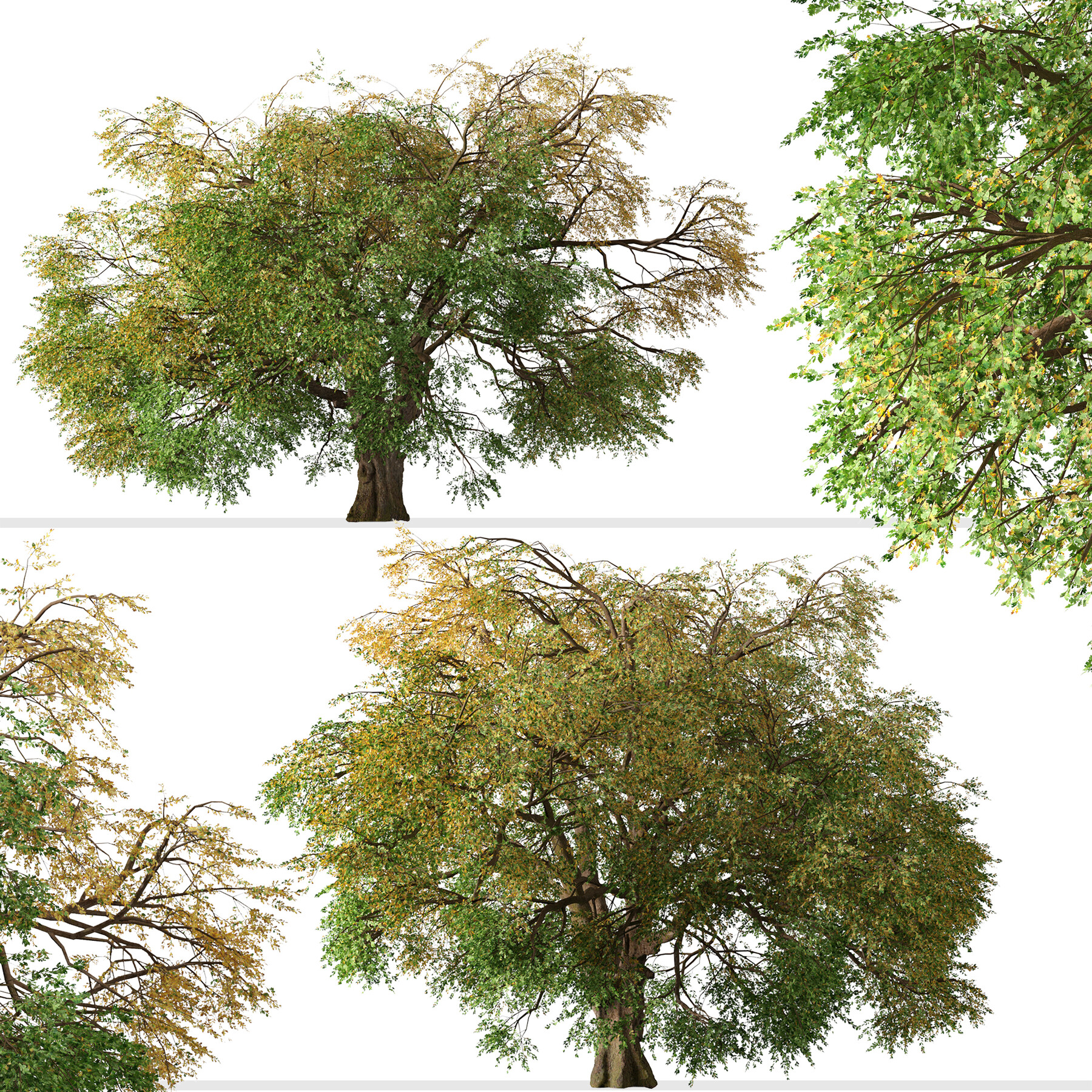 Artstation California Black Oak Tree Quercus Kelloggii 1 Tree Resources