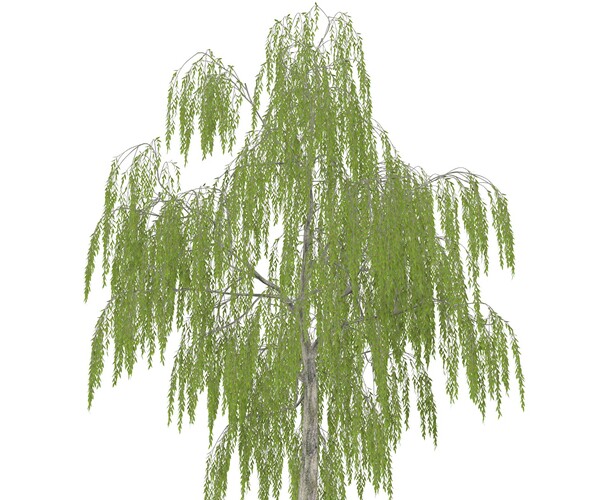 Artstation Weeping Willow Resources