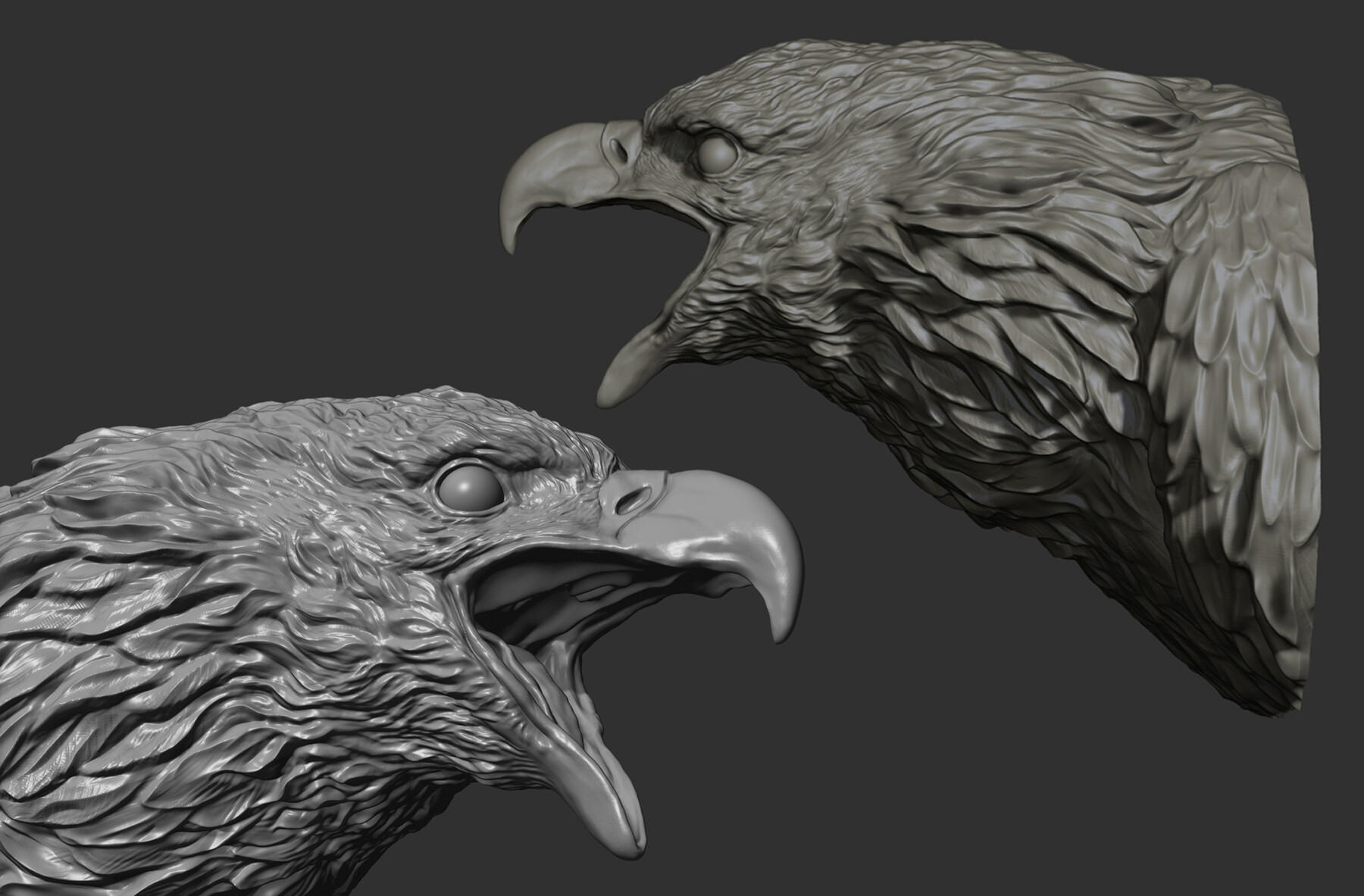 ArtStation - Bald Eagle head | Resources