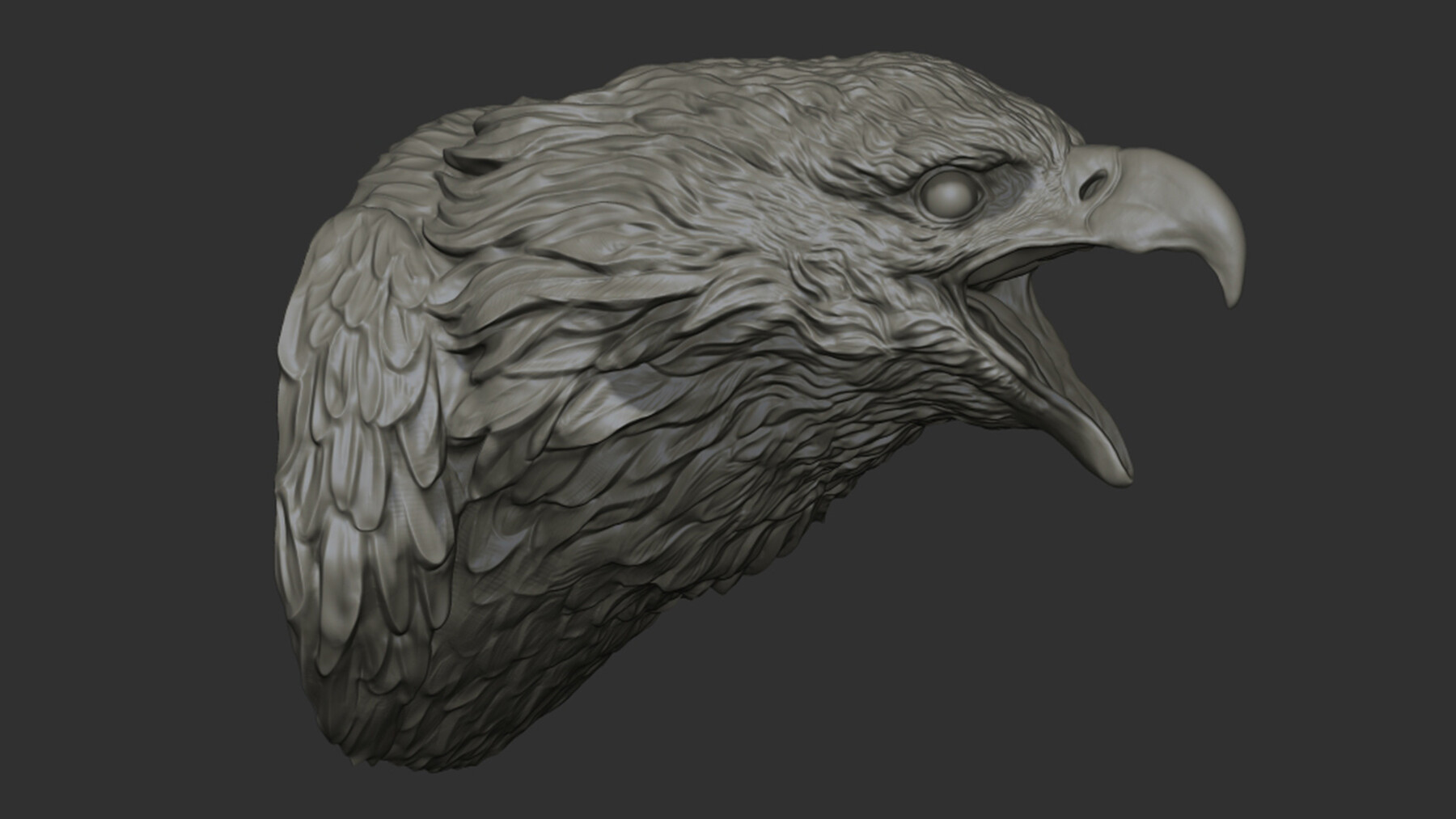 ArtStation - Bald Eagle head | Resources