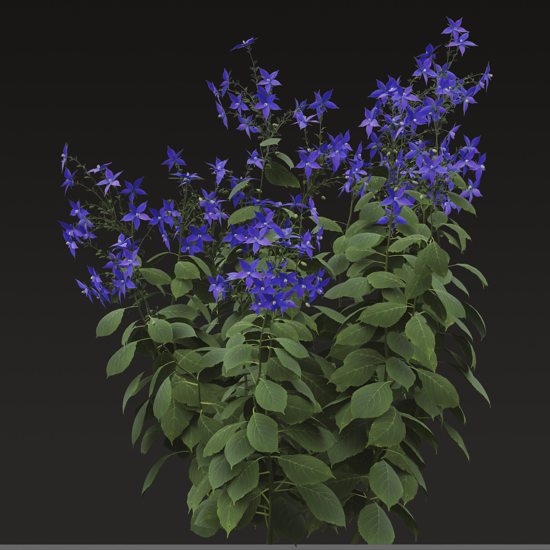 ArtStation - Set of Borago officinalis Plants (Starflower) (3 Plants ...