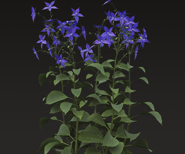 ArtStation - Set of Borago officinalis Plants (Starflower) (3 Plants ...