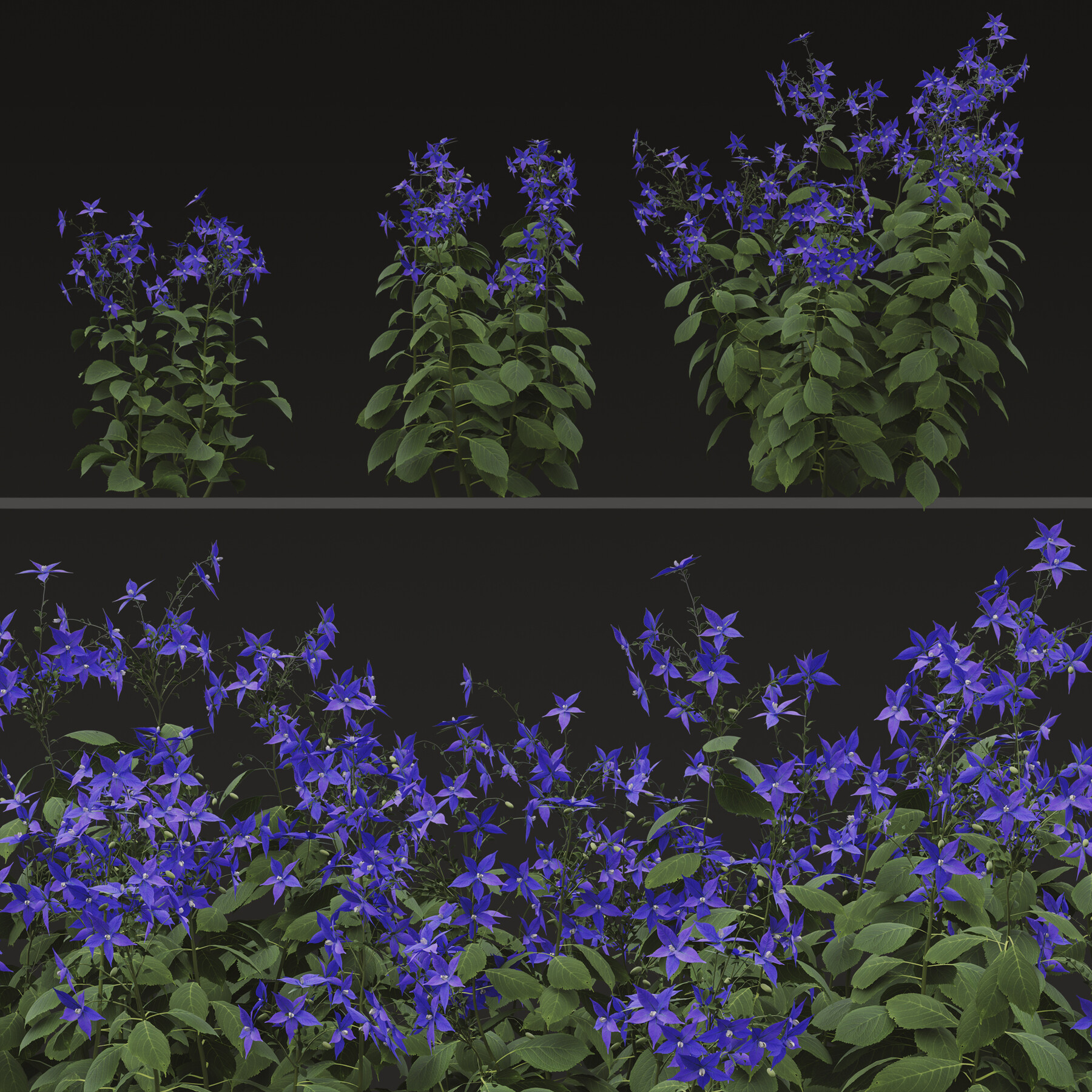 ArtStation - Set of Borago officinalis Plants (Starflower) (3 Plants ...