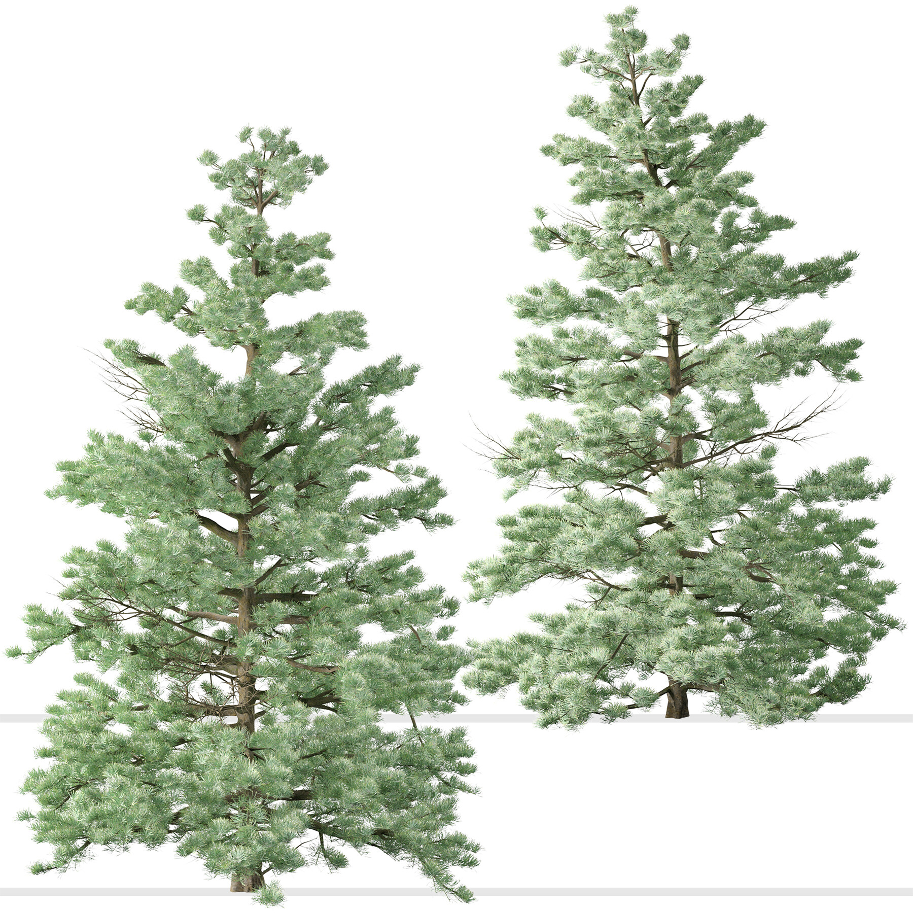 ArtStation - Set of White fir Trees ( Abies concolor ) (2 Trees ...