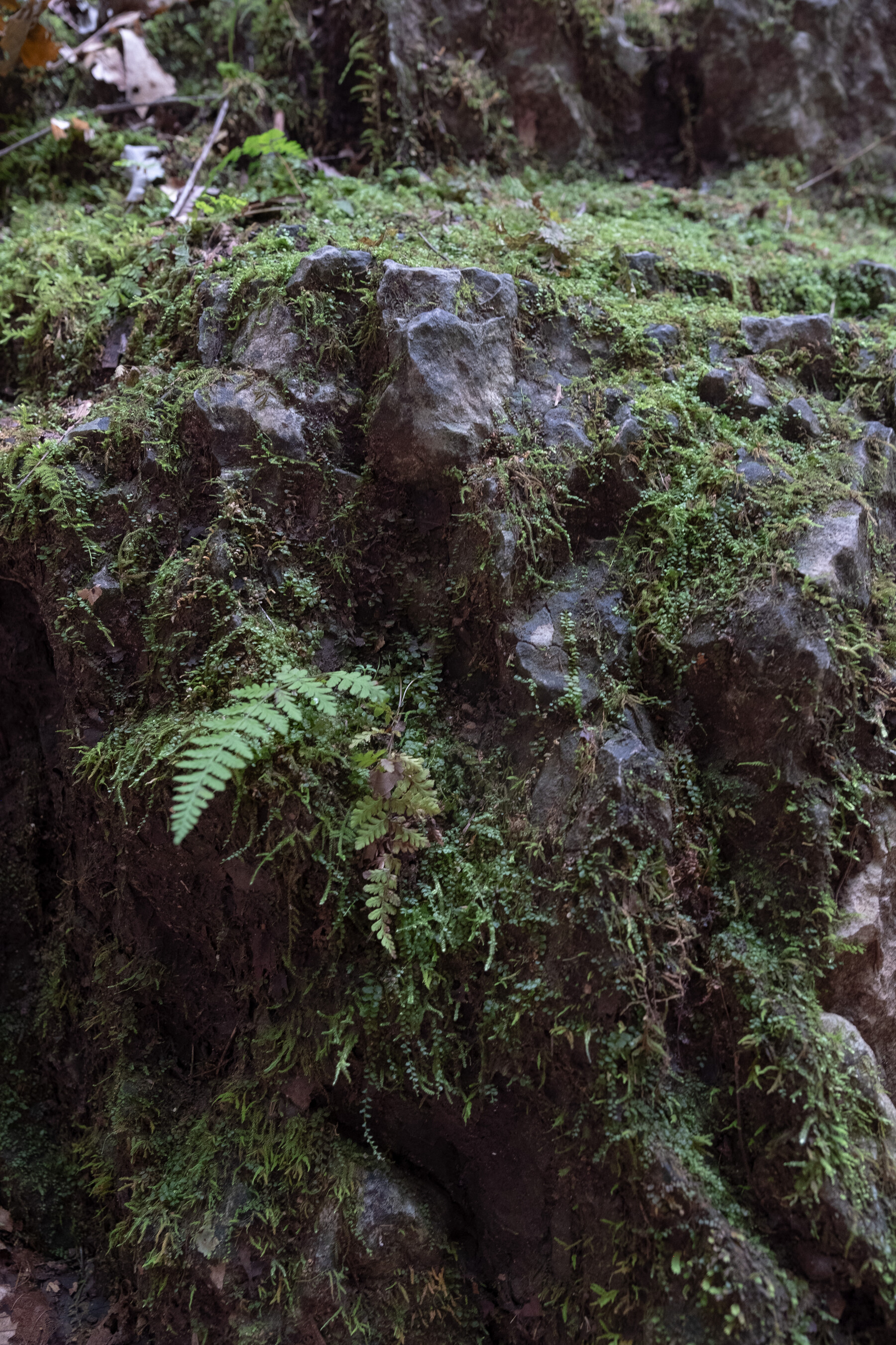 ArtStation - Alabama Rock Reference Photos | Resources