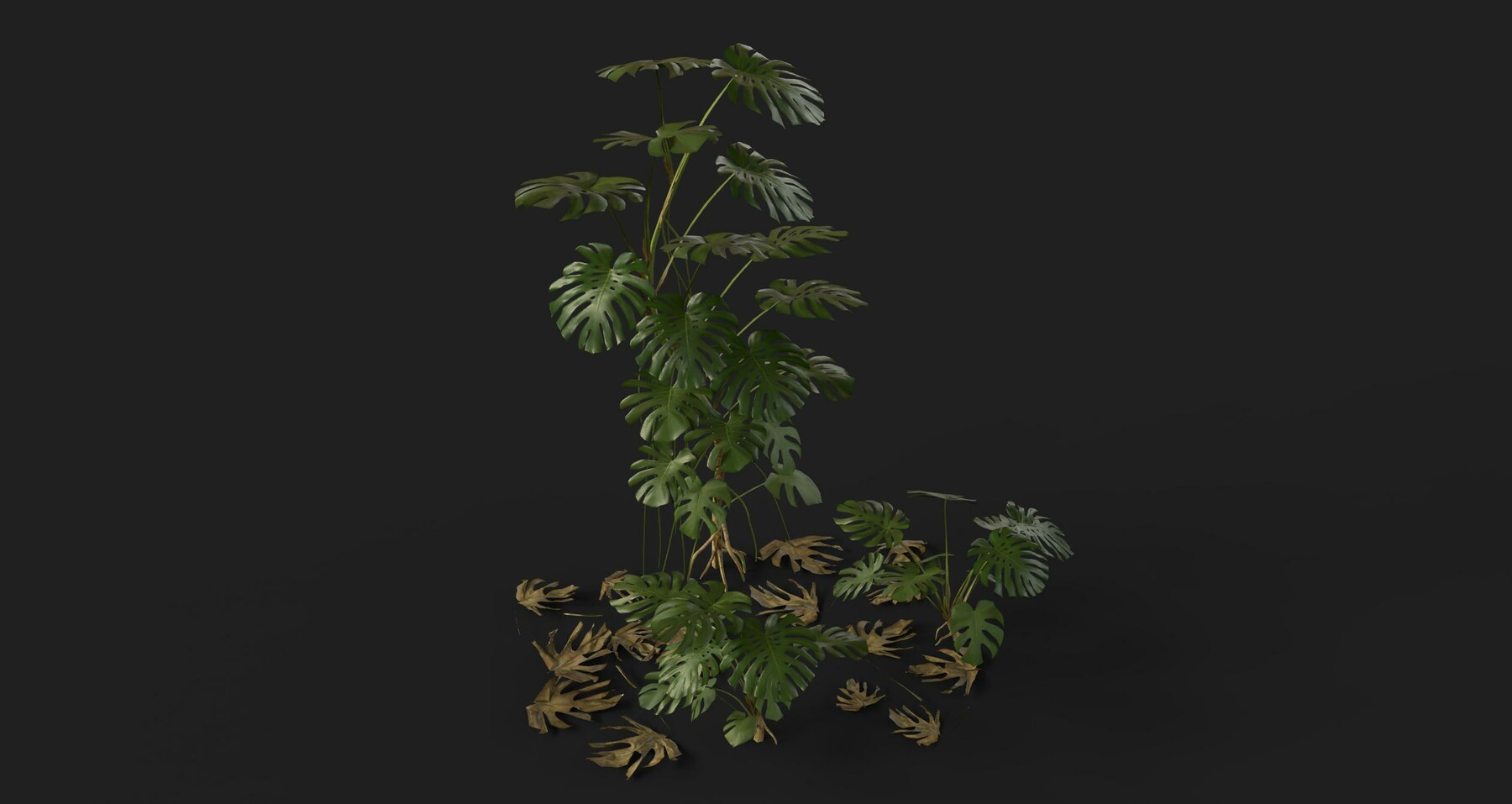 ArtStation - Monstera Deliciosa Plant | Game Assets