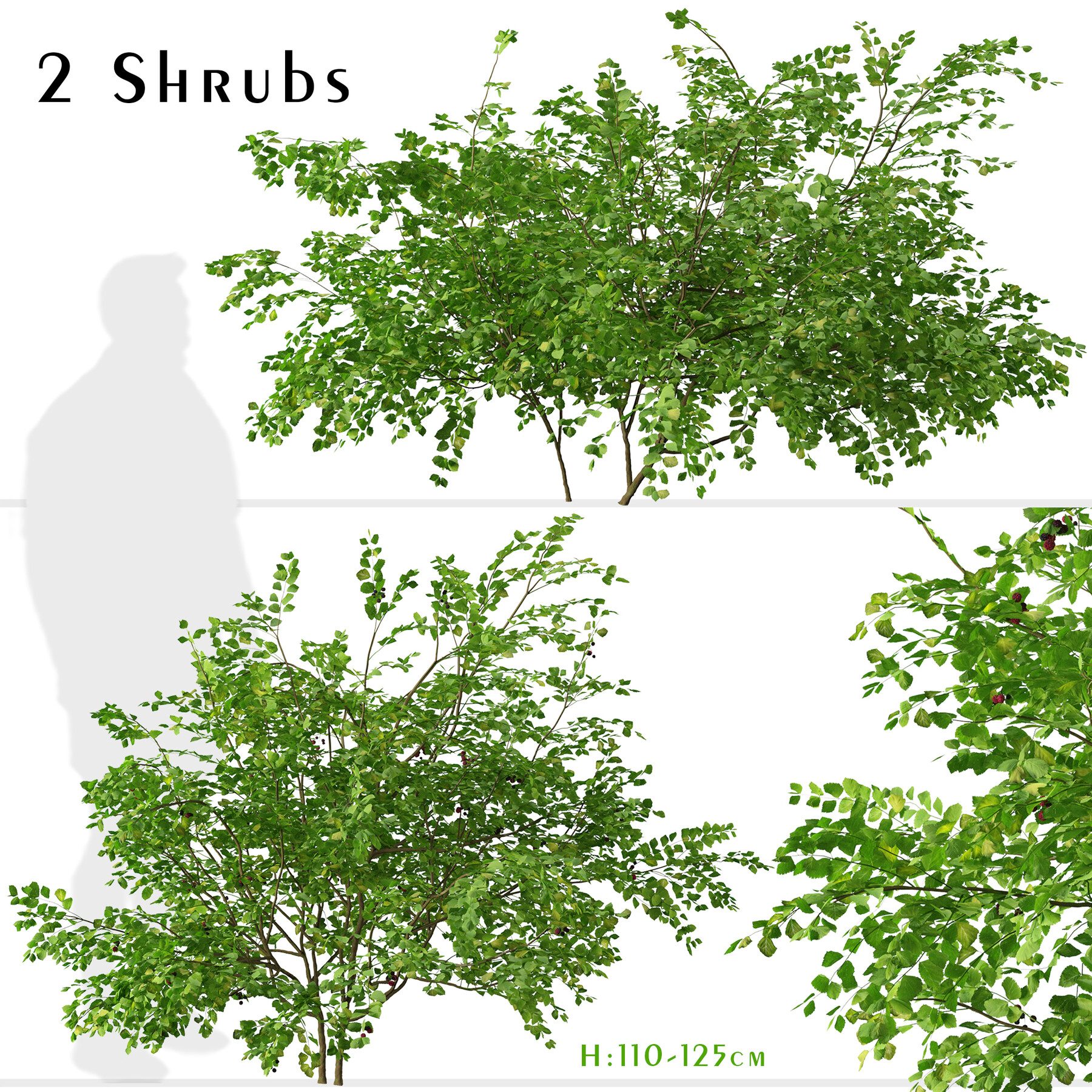 ArtStation - Set of Bramble plants (Rubus fruticosus) (2 Shrubs ...