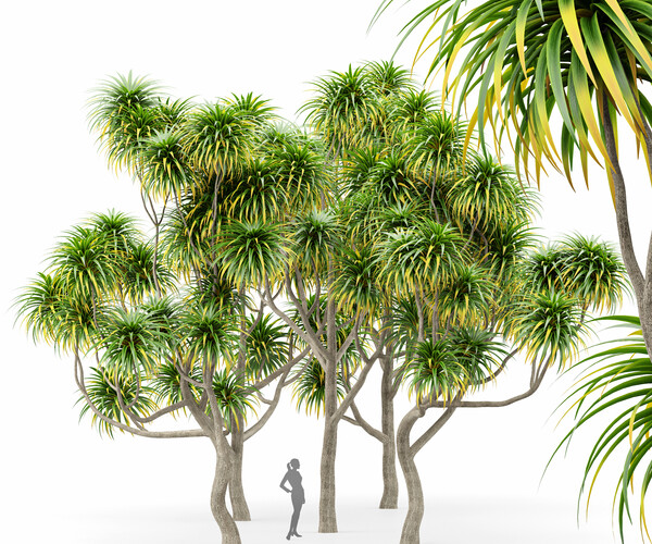 ArtStation - Cabbage Palm Tangihua Northland 5 Trees | Resources