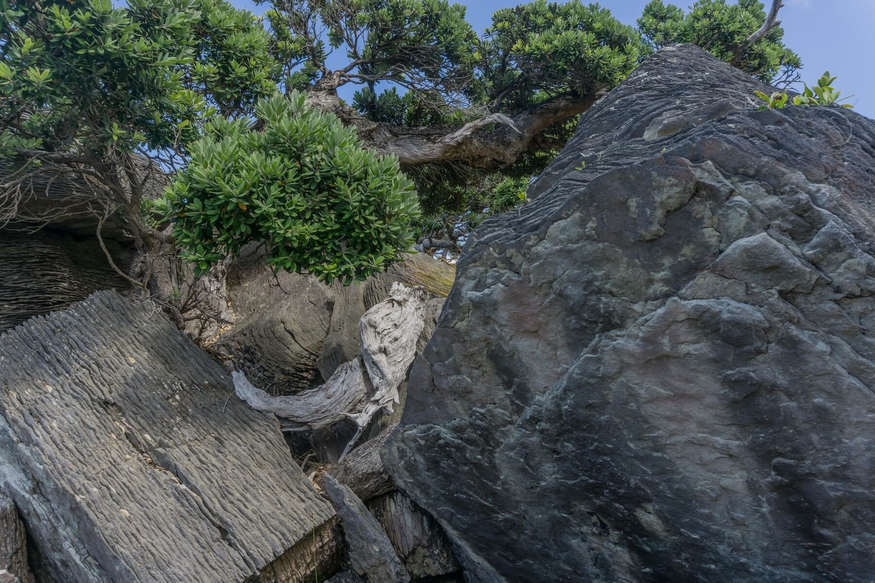 ArtStation - 259 photos of Waipu Layered Rocks | Resources