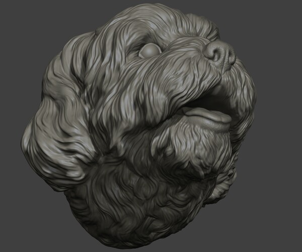 ArtStation - Lhasa Apso head dog | Resources