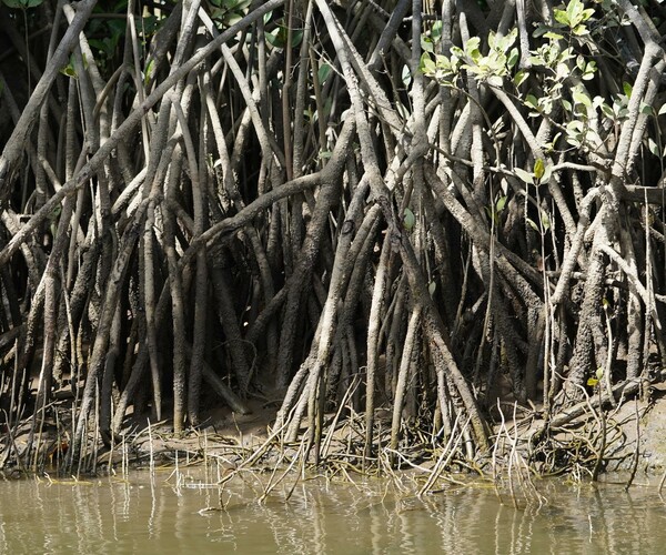 ArtStation - 134 photos of Spiky Mangrove Forest Creek | Resources