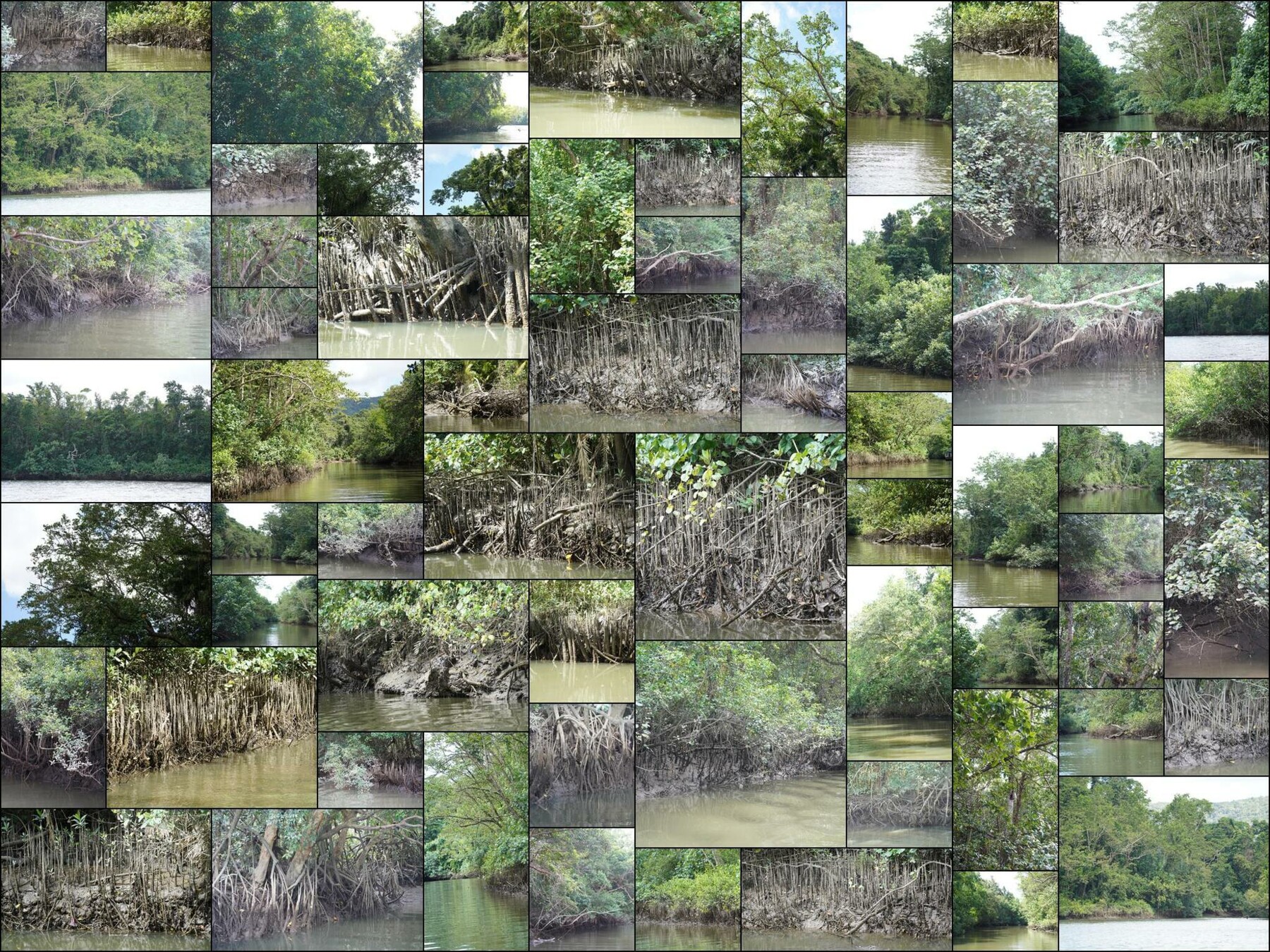 ArtStation - 134 photos of Spiky Mangrove Forest Creek | Resources