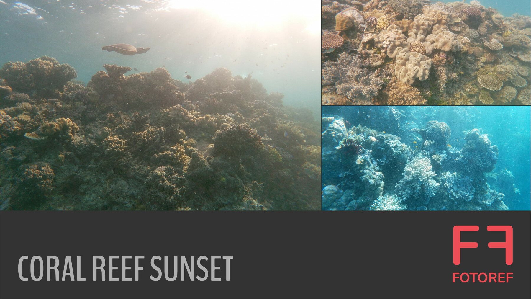 ArtStation - 202 photos of Coral Reef Sunset | Resources