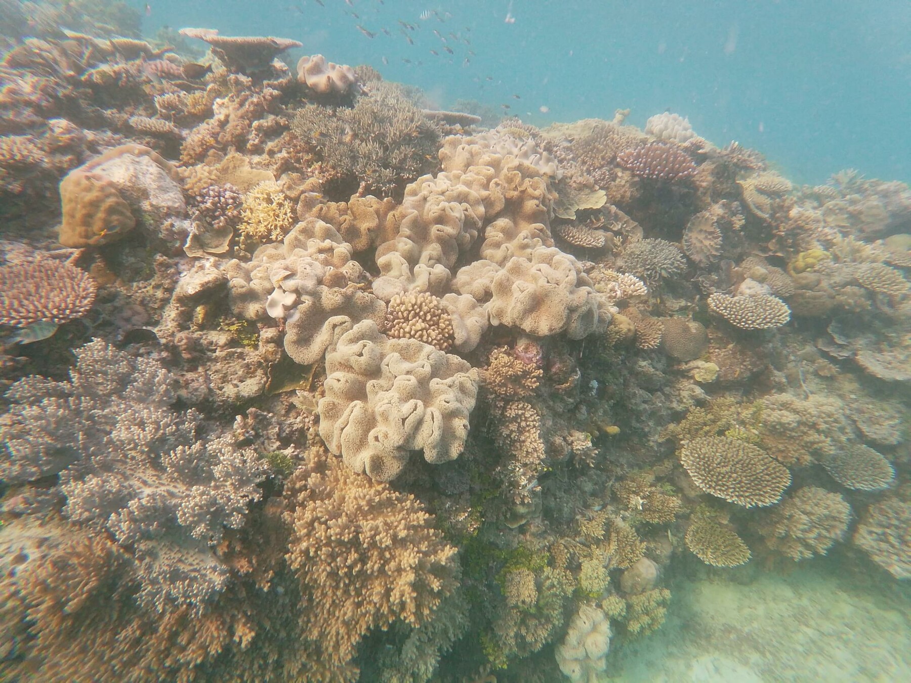 ArtStation - 202 photos of Coral Reef Sunset | Resources