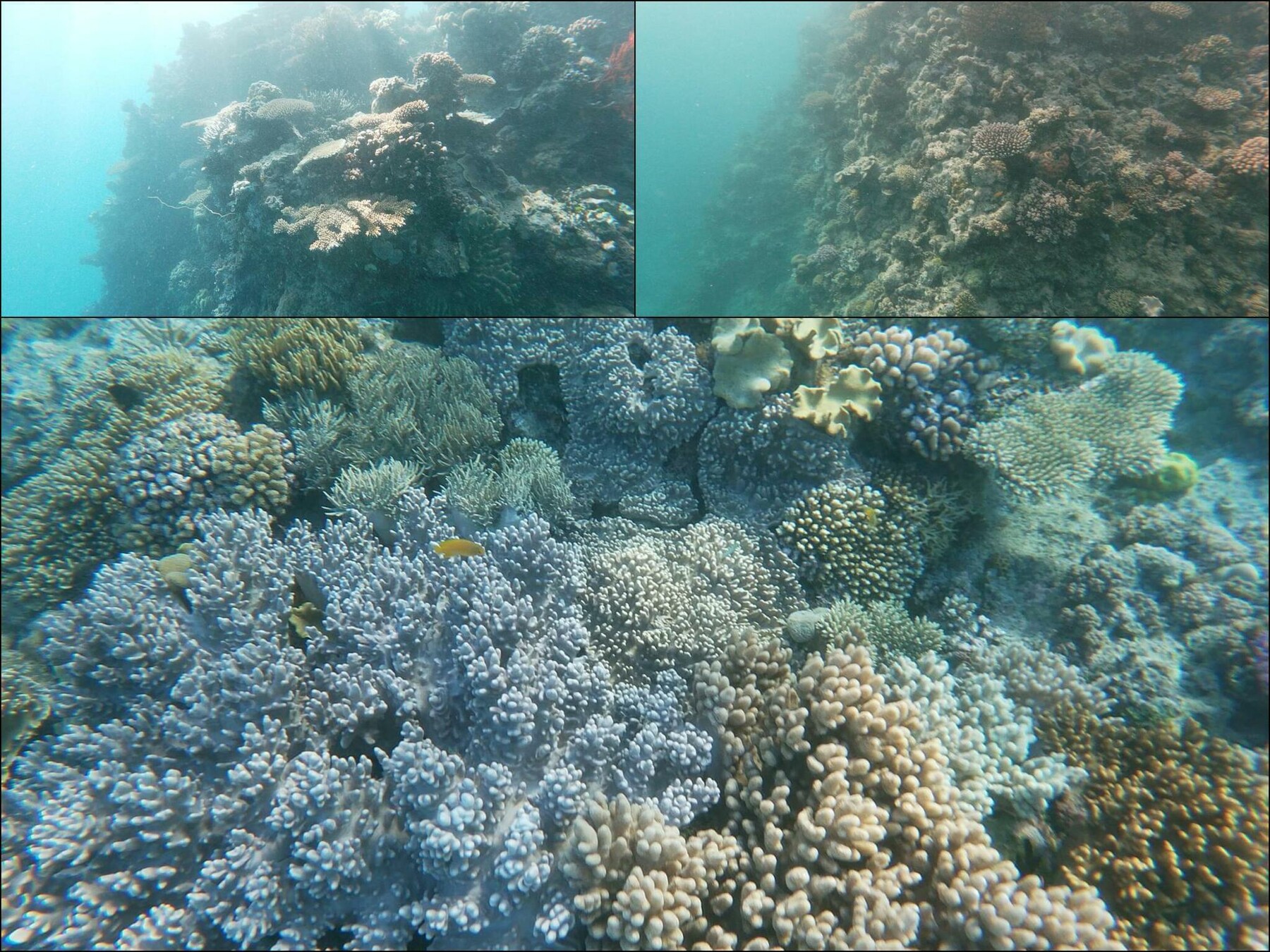 ArtStation - 202 photos of Coral Reef Sunset | Resources