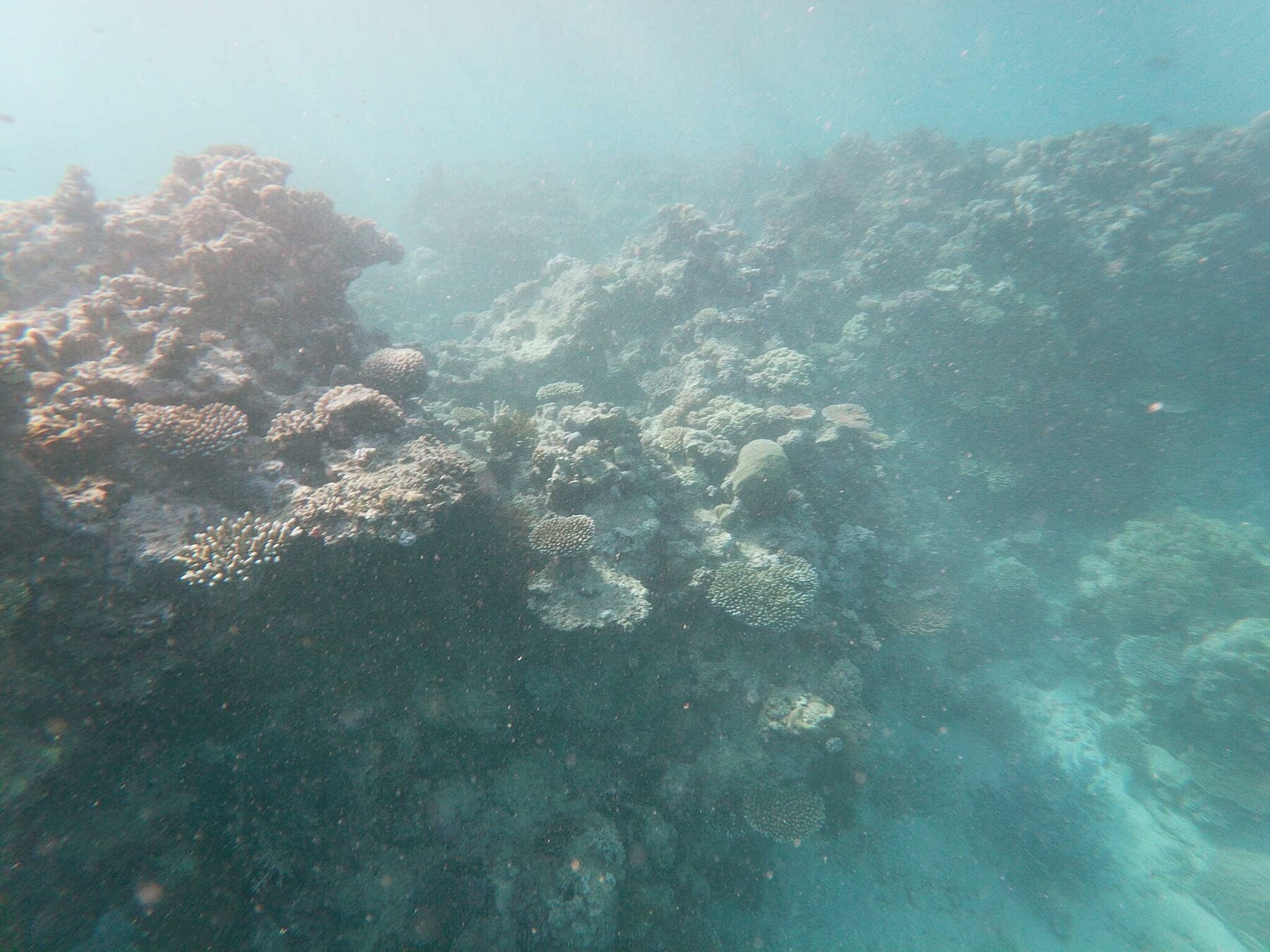 ArtStation - 377 photos of Great Barrier Coral Reef and Sandy Floor ...