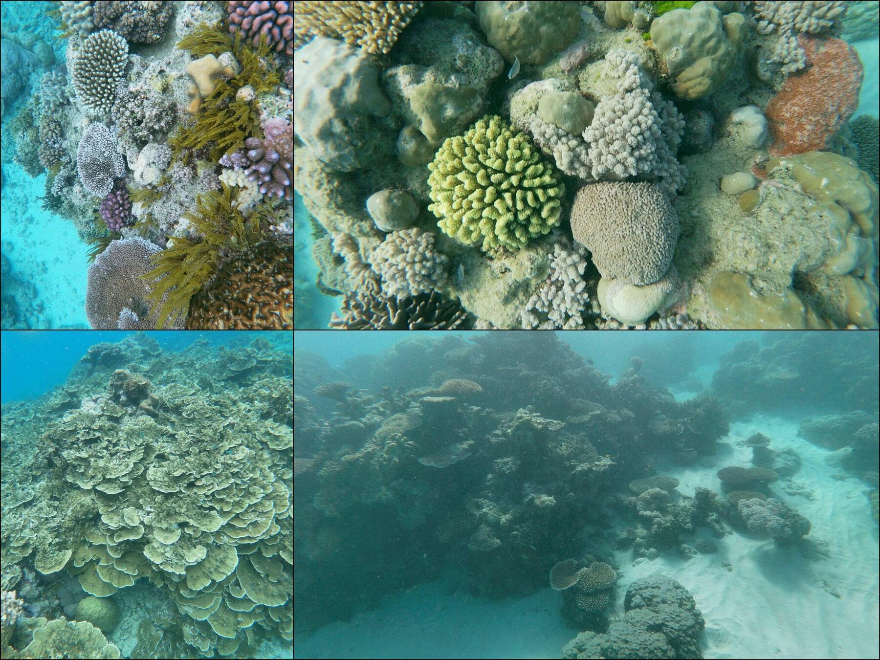 ArtStation - 377 photos of Great Barrier Coral Reef and Sandy Floor ...