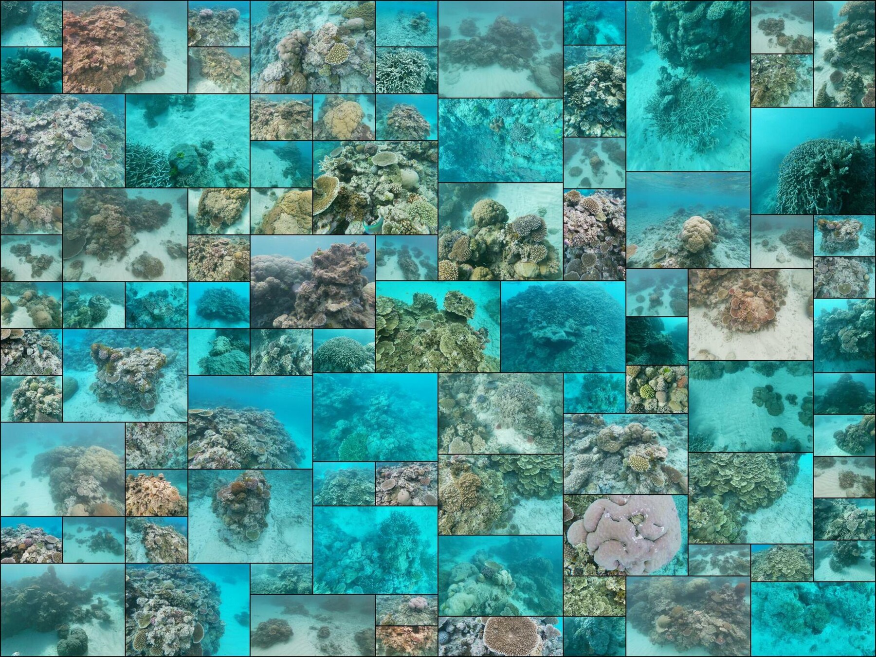 ArtStation - 377 photos of Great Barrier Coral Reef and Sandy Floor ...
