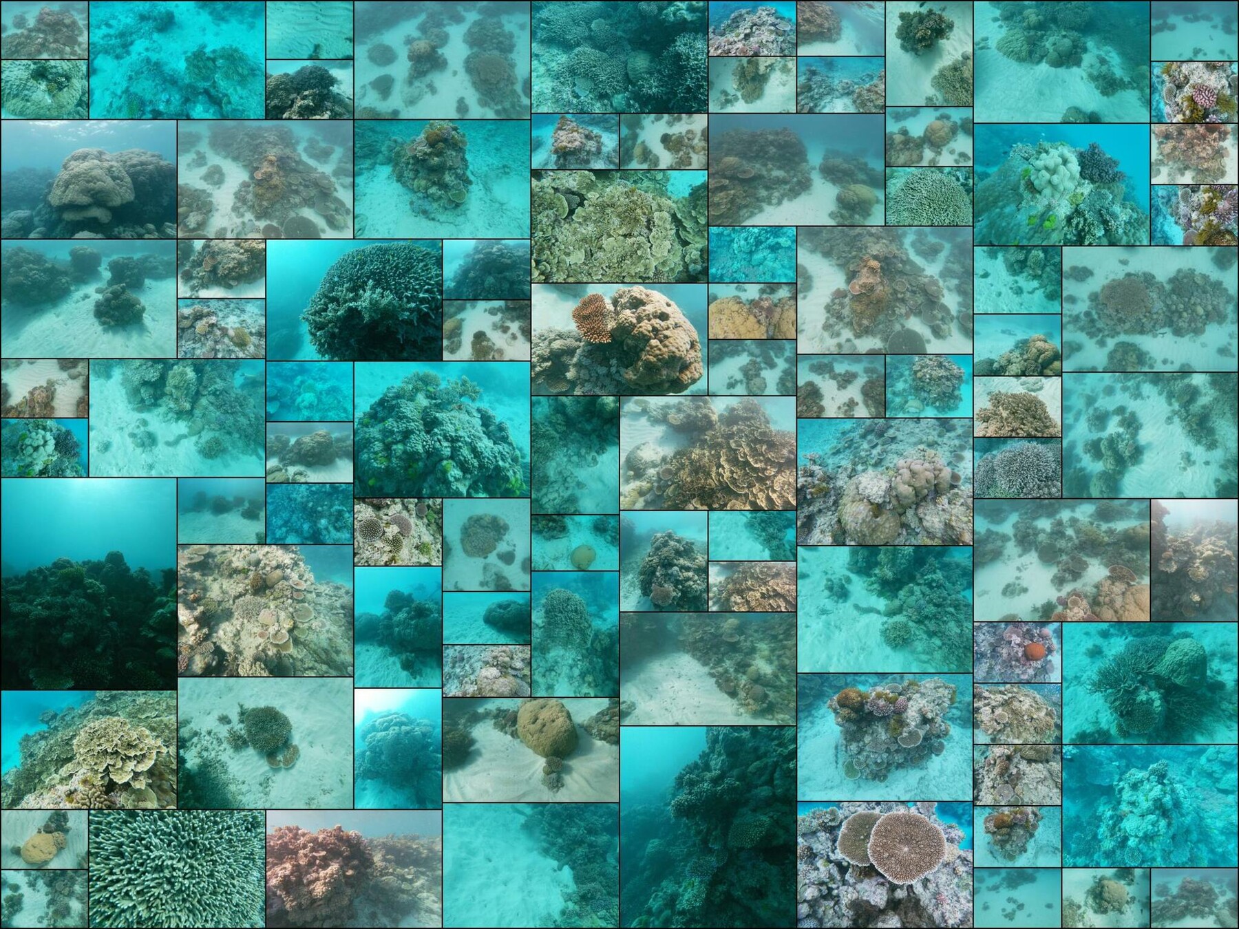 ArtStation - 377 photos of Great Barrier Coral Reef and Sandy Floor ...