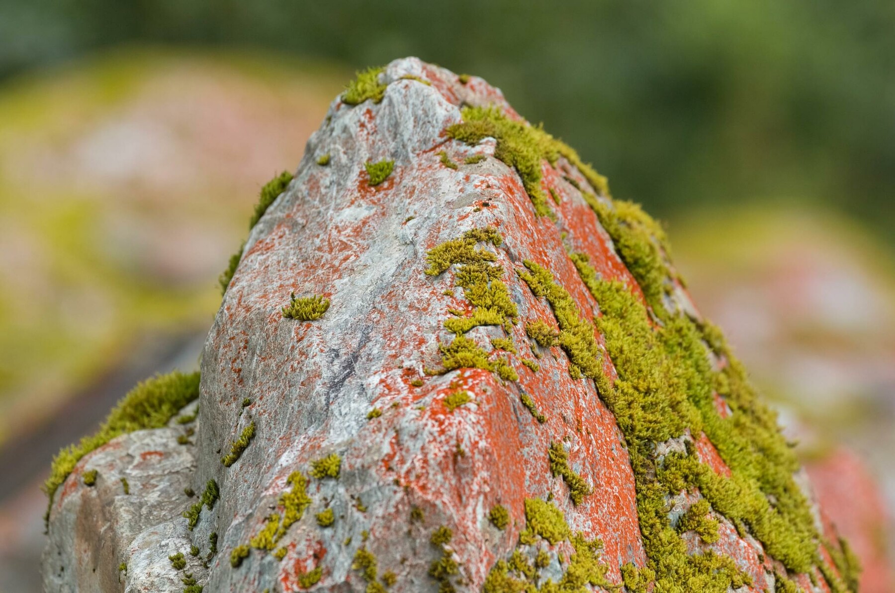 ArtStation - 134 photos of Red and Green Mossy Rock Valley | Resources
