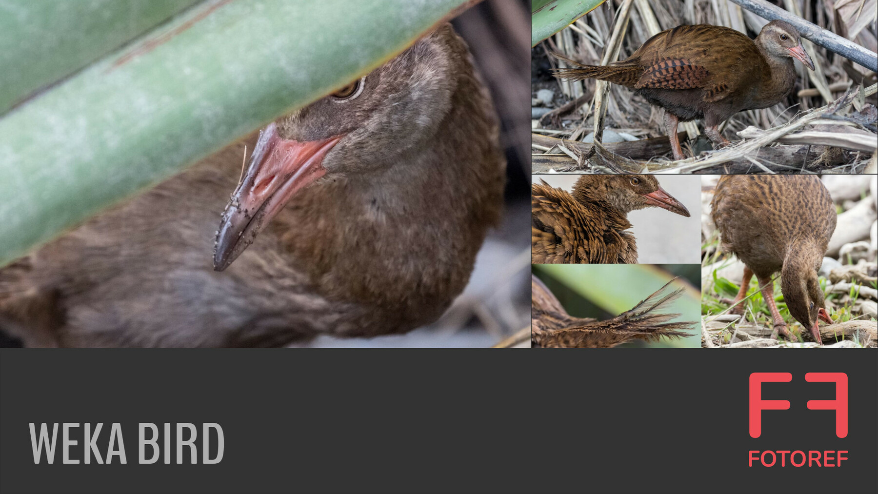 ArtStation - 139 photos of Weka Bird | Resources