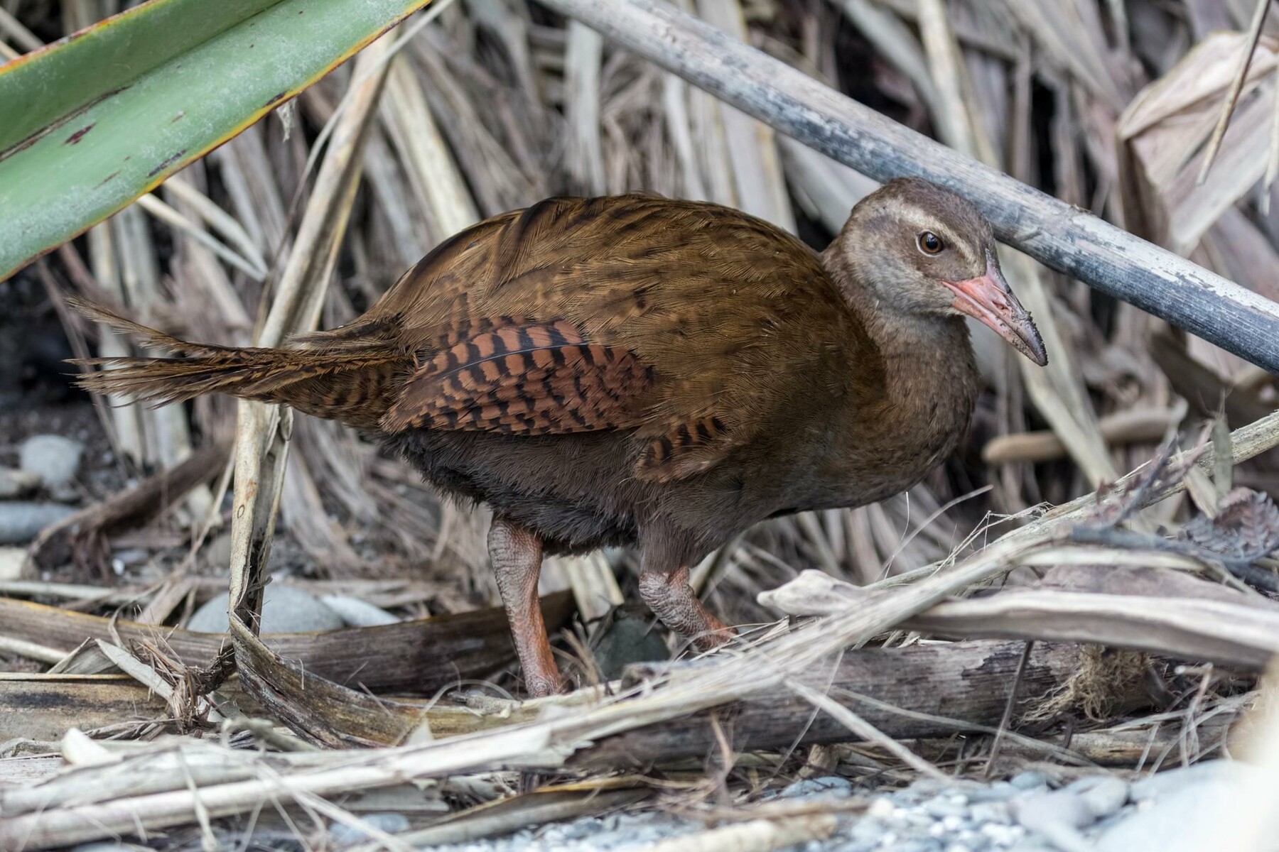 ArtStation - 139 photos of Weka Bird | Resources