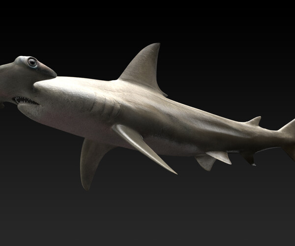 ArtStation - Hammerhead Shark UE4 3DS FBX OBJ MAX Octane Support | Game ...