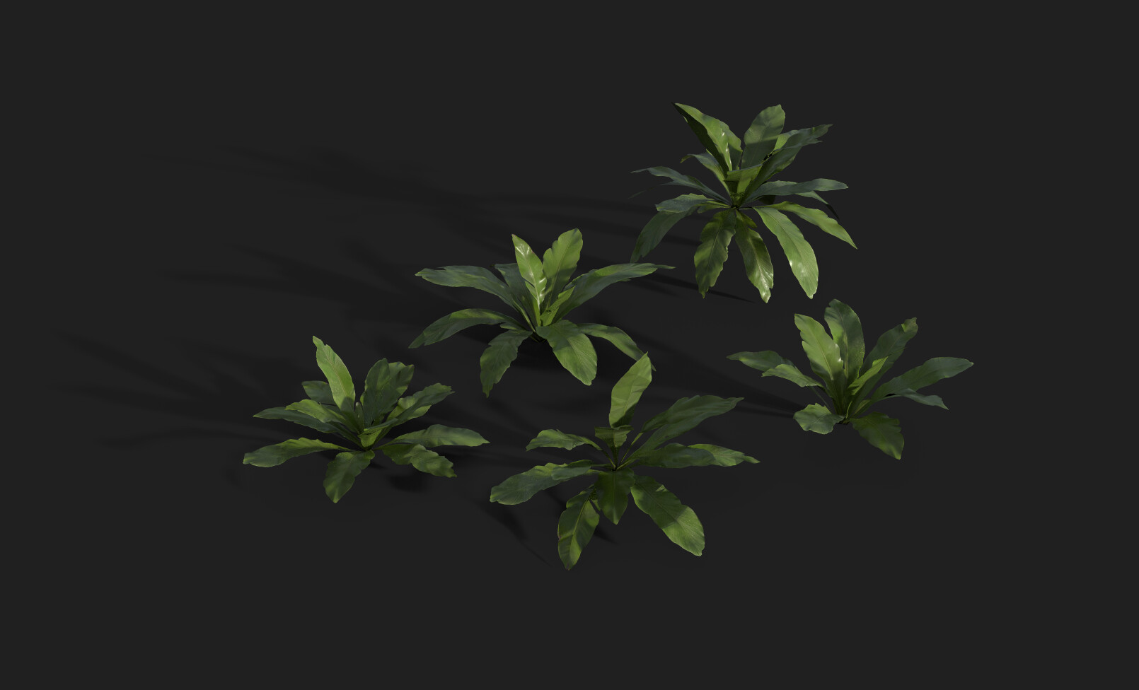 ArtStation - Bird's nest fern | Game Assets