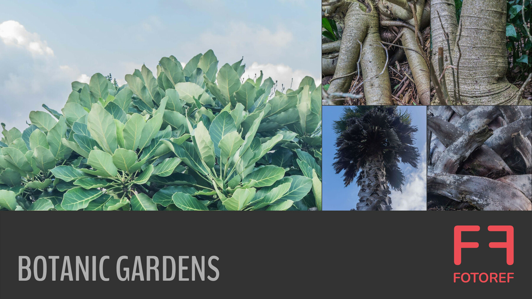 ArtStation - 643 photos of Botanic Gardens | Resources