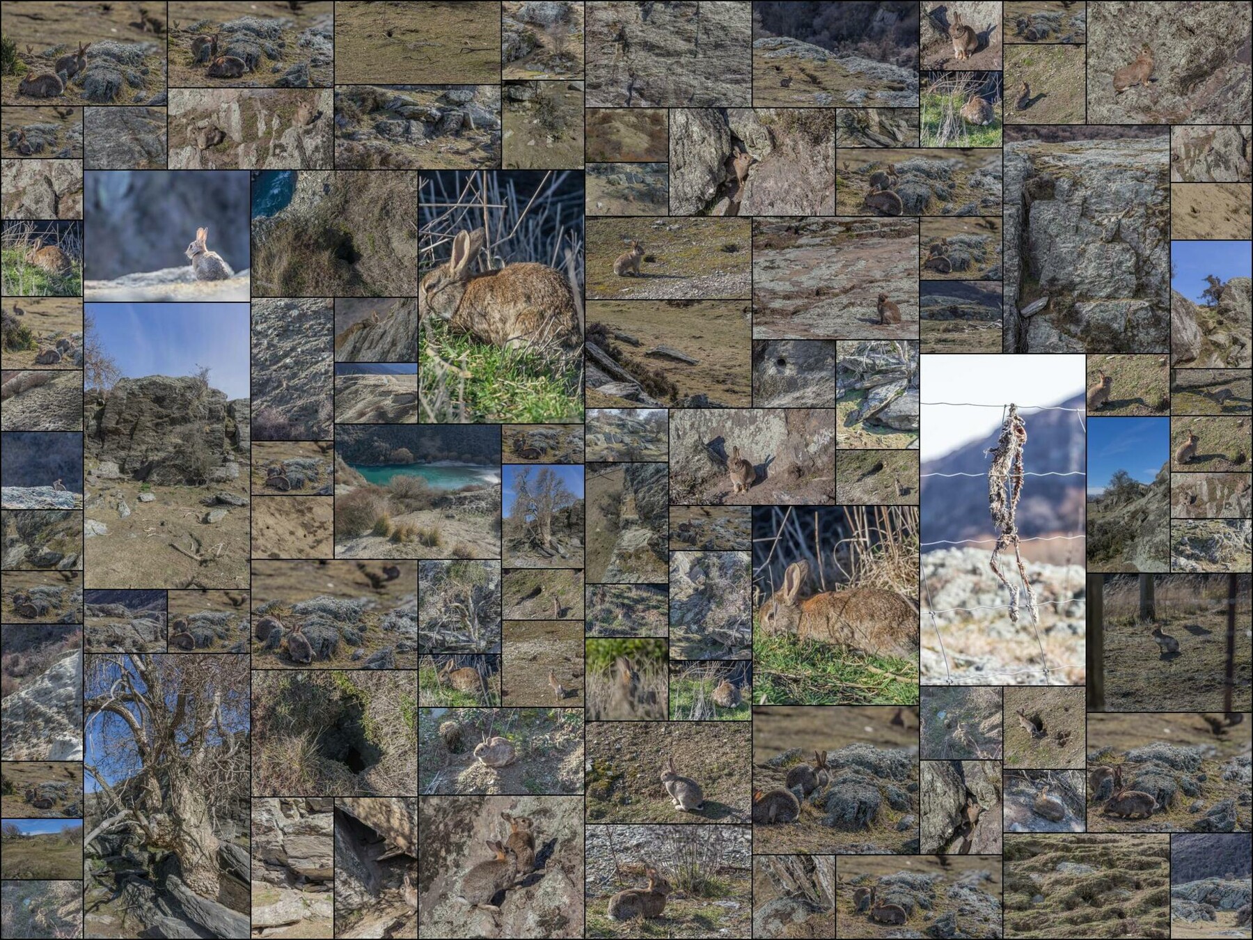 ArtStation - 198 photos of Rogue Rabbit Colony | Resources