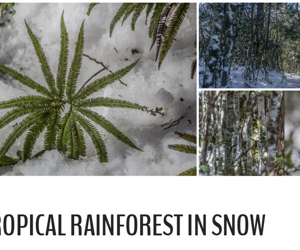 ArtStation - 518 photos of Subtropical Rainforest in Snow | Resources