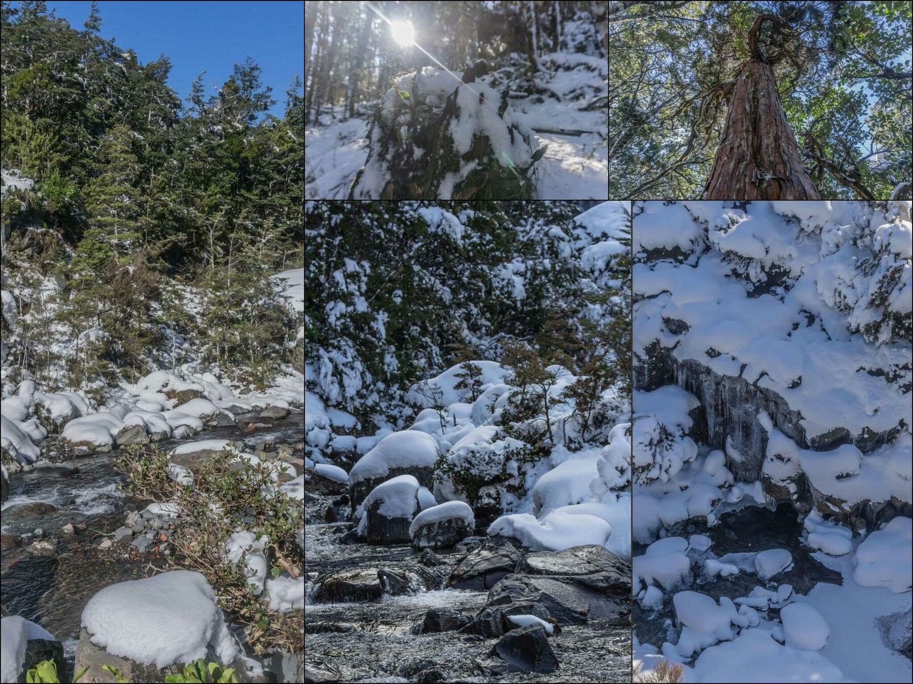 ArtStation - 518 photos of Subtropical Rainforest in Snow | Resources