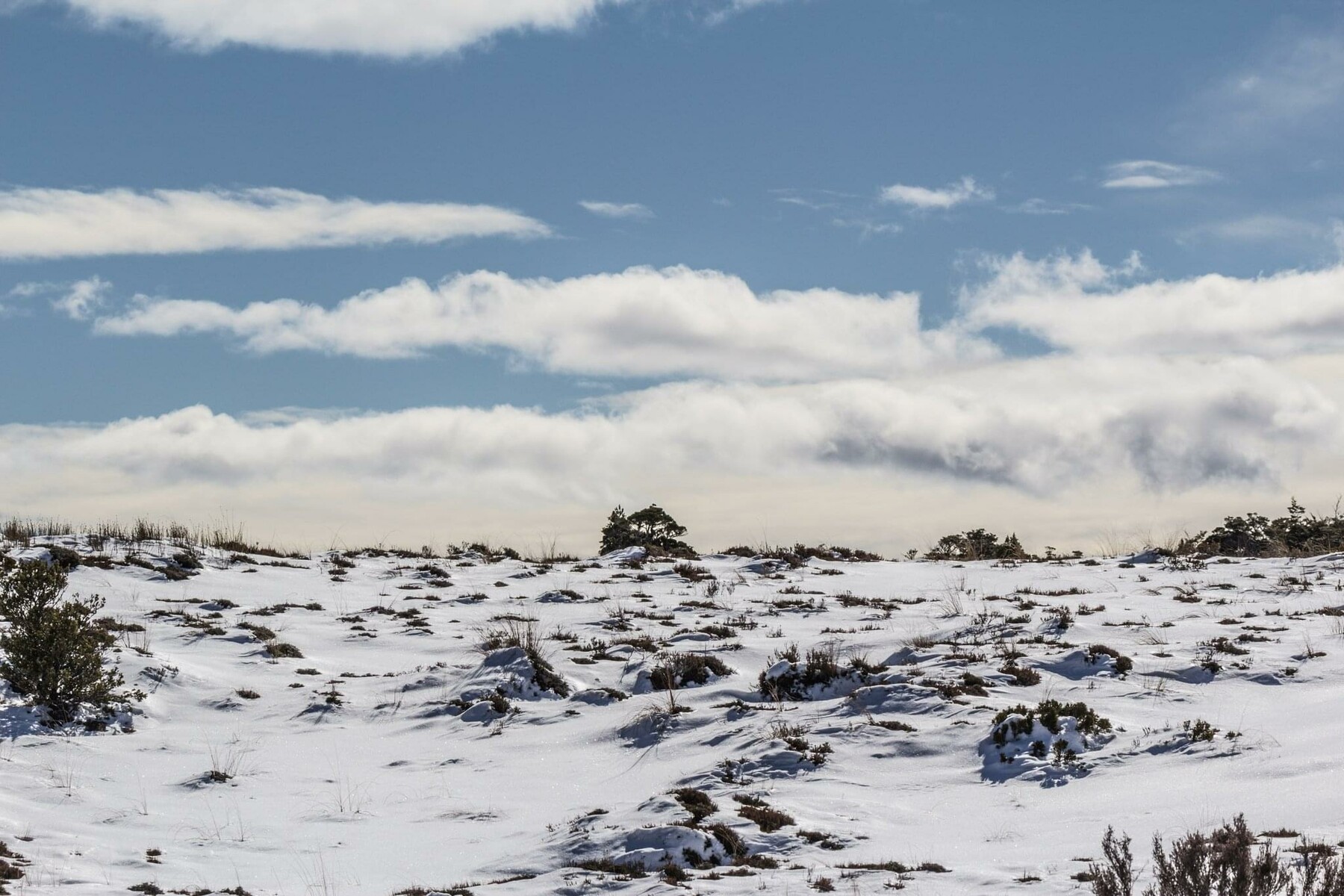 ArtStation - 155 photos of High Altitude Tundra | Resources