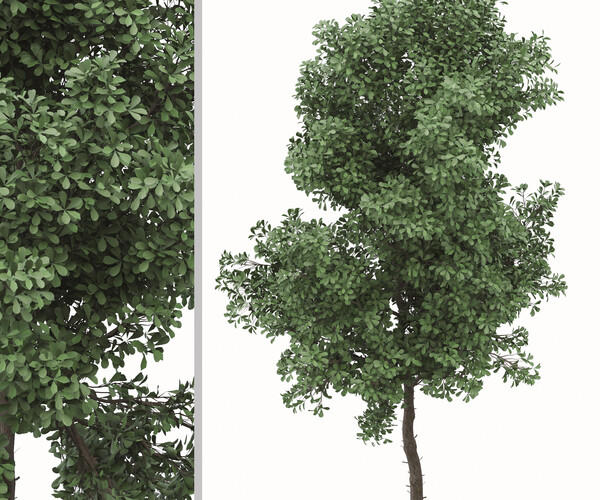 ArtStation - Set of Terminalia Mantaly Tree (Madagascar Almond) (2 ...