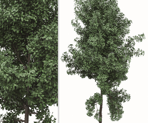 ArtStation - Set of Terminalia Mantaly Tree (Madagascar Almond) (2 ...