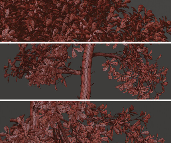 ArtStation - Set of Terminalia Mantaly Tree (Madagascar Almond) (2 ...