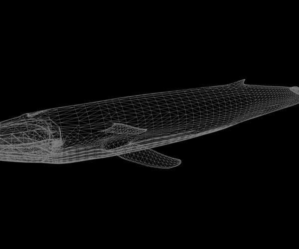 ArtStation - Blue Whale UE4 with Spline System | Game Assets