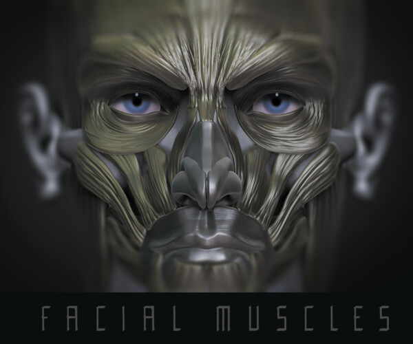 ArtStation - Facial Muscles | Resources